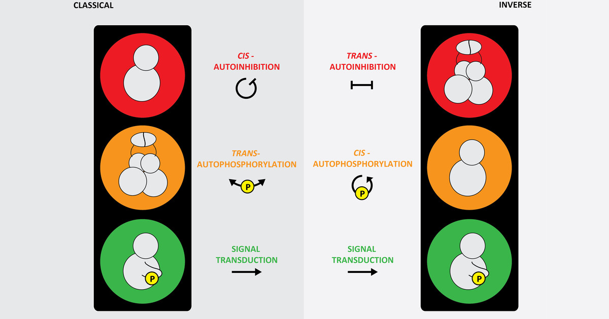 Do it yourself – kinase activation revisited - Max Perutz Labs