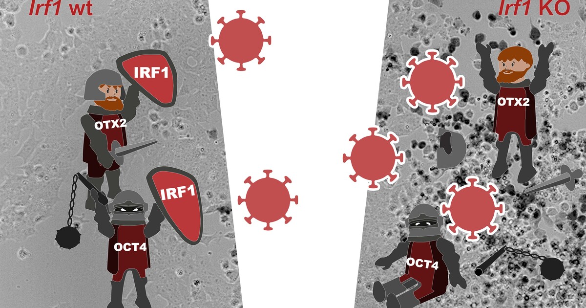 On standby: how the developing embryo guards against viral infection ...