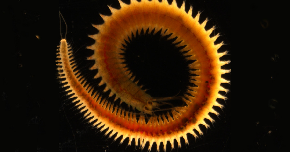 Moonstruck worms: how lunar cycles affect metabolic decisions - Max ...