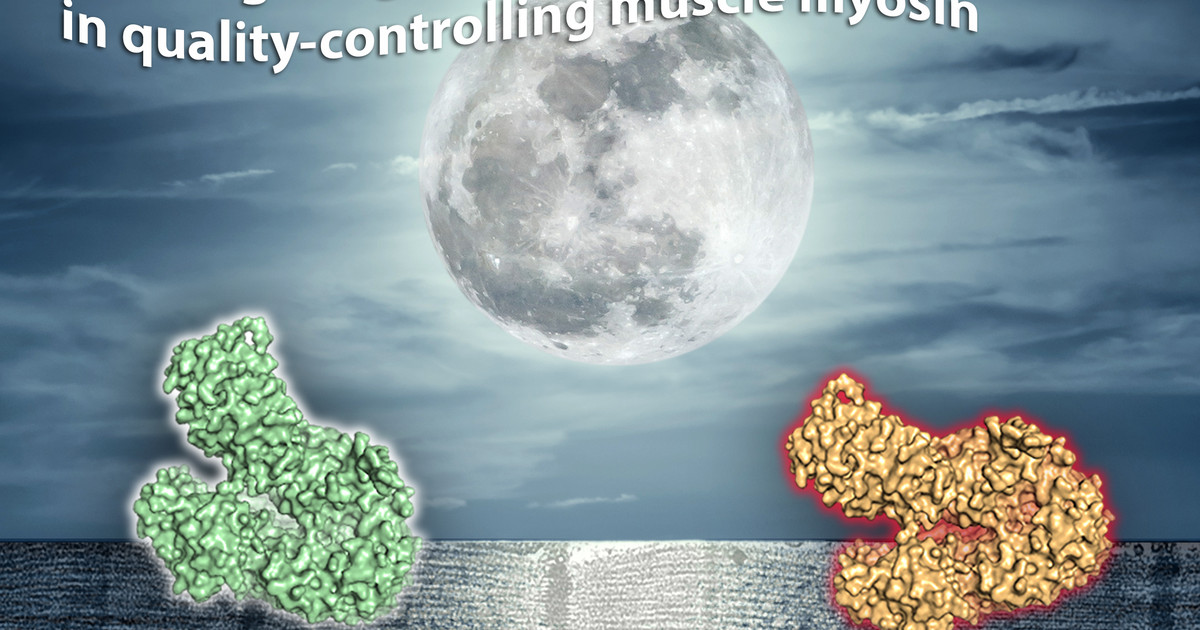 Molecule linked to antagonistic mechanisms that keep muscle proteins in ...