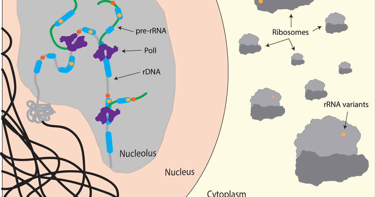 Revealing the genetic code of ribosomal RNAs - Max Perutz Labs