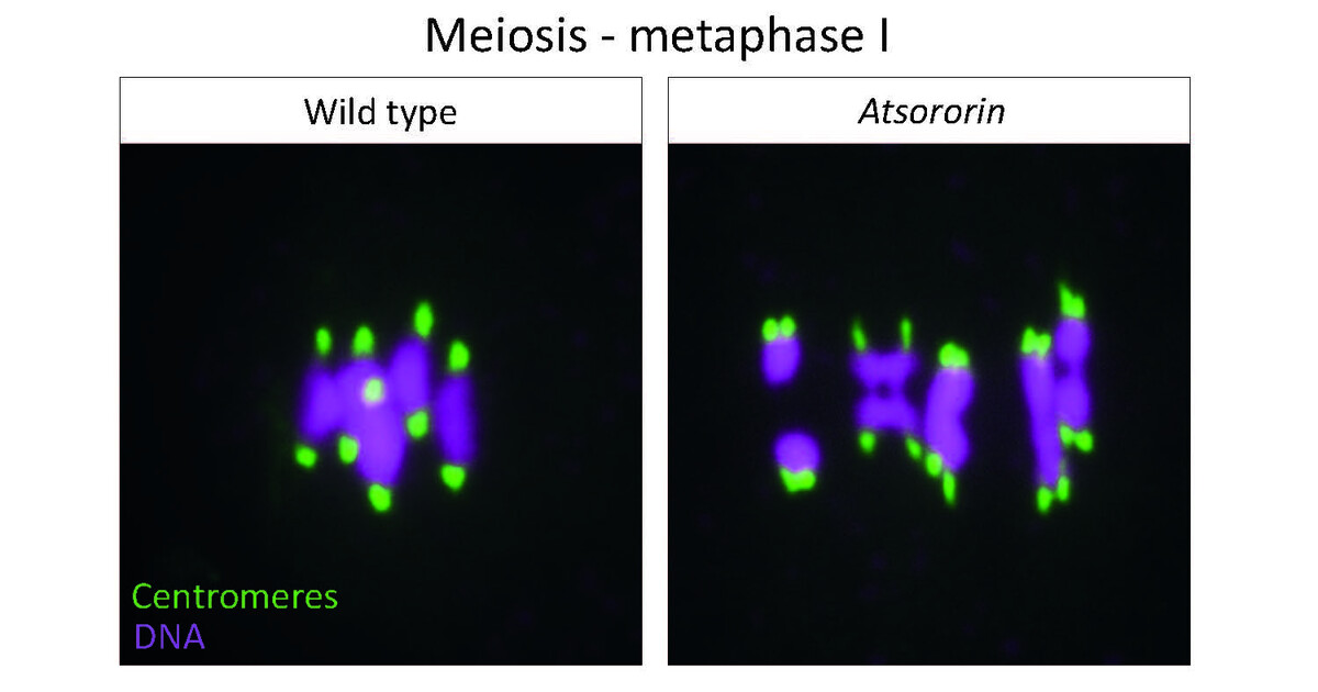 Two negatives make a positive - Max Perutz Labs