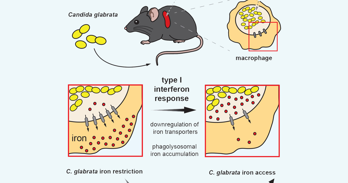 Fungal pathogens tap human iron stores to survive immunity - Max Perutz ...